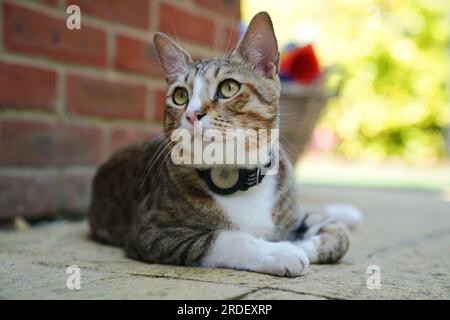Dave the cat, pictured at his new home. England’s unlikely World Cup ...
