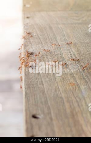 Fire ants are looking for food. Action group of fire ants on blurred ...