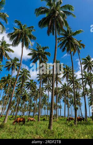 Palm grove on the south coast of Taveuni, Fiji, South Pacific Stock ...