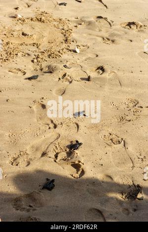 A mass Sea Turtle release by the Bali Sea Turtle Society, Kuta Beach ...