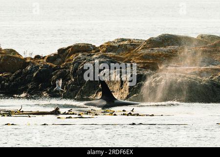Side view of killer whale swimming in blue rippling sea water during ...