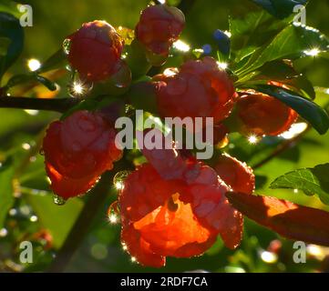 Sour cherry berries hanging on branch. Sour cherry tree in the orchard ...