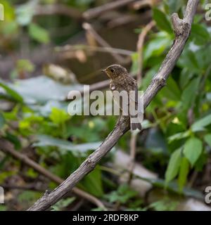 Closeup of a cute little European robin in a sunny garden with leaves ...