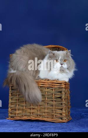 British longhair cat, cat, lilac-white, Highlander, Lowlander ...