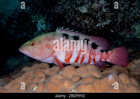 Six-striped grouper (Cephalopholis sexmaculata) . Dive site Elphinstone ...