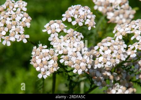Sydney Australia, achillea millefolium or common yarrow in garden Stock ...
