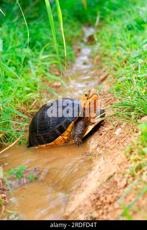 Chinese box turtle, Cuora flavomarginata Stock Photo - Alamy