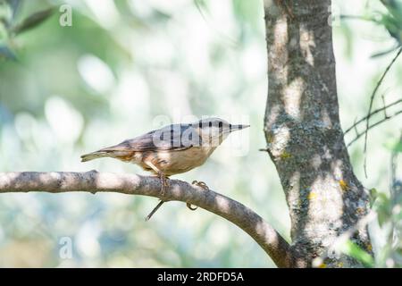 One Eurasian Nuthatch perches on an olive tree branch in Provence ...