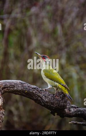 PHOTOGRAPH OF WOODS AND PASSERINES FROM A HIDE IN POBES (ÁLAVA, SPAIN ...