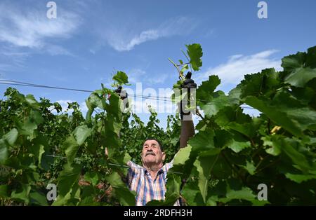Kaiserbach, Germany. 21st July, 2023. A winemaker carries canisters of ...
