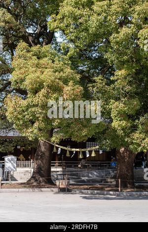 Japanese Camphor tree, Meiji Jingu shrine, Shibuya, Tokyo, Japan Stock ...