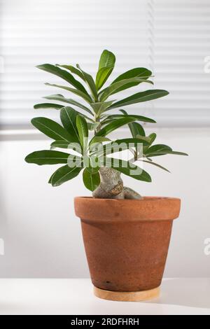 Small Adenium bonsai in a tropical English garden. Little Desert Rose ...