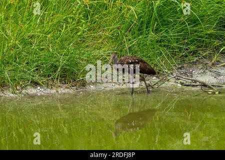 A Limpkin, Aramus guarauna, hunting fish in the lagoon in the Crooked ...