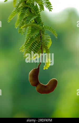Tamarind (Tamarindus indica) leguminous tree isolated on white ...