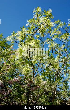 Virgin snowflower (Chionanthus virginica), poison ash tree Stock Photo ...