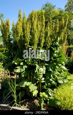 (Rumex patientia), Perpetual winter spinach Stock Photo - Alamy