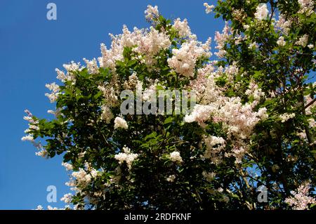 Bow lilac (Syringa reflexa Stock Photo - Alamy