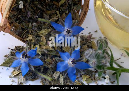 Borage (Borago officinalis), dried Stock Photo - Alamy