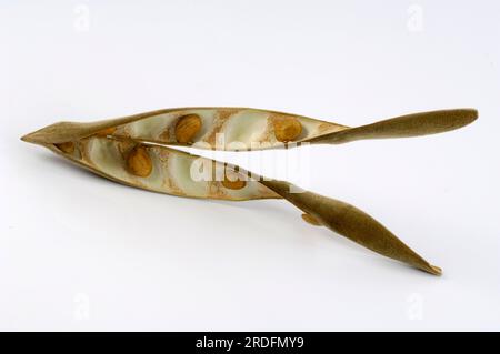 Chinese wisteria (Wisteria sinensis), Seed (Wisteria chinensis), Pod ...