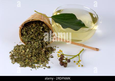 Cup ivy tea, dried ivy (Hedera helix Stock Photo - Alamy