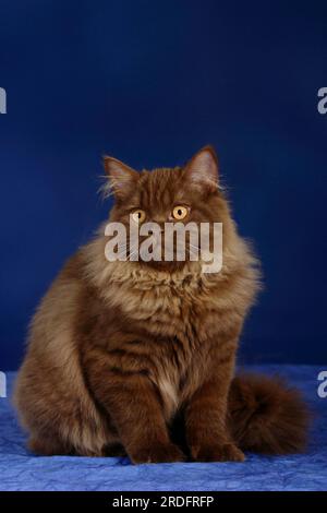 British Longhair, Male, British Longhair Cat, Highlander, Lowlander ...