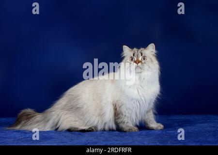 British longhair cat, chocolate-tabby-point, Highlander, Lowlander ...