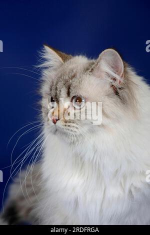 British longhair cat, chocolate-tabby-point, Highlander, Lowlander ...