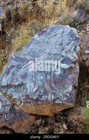 Cruziana ichnofacies is an assemblage of marine trace fossils formed ...