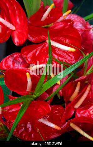 Anthurium farm on the Big island of Hawaii Stock Photo - Alamy