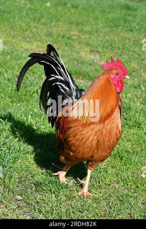 Chicken rooster, Haushuhn, coq domestique, Gallus gallus domesticus ...