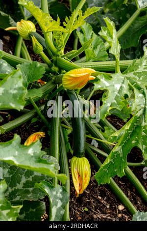 Delightful Courgette 'Best of British’. Natural close up food plant ...