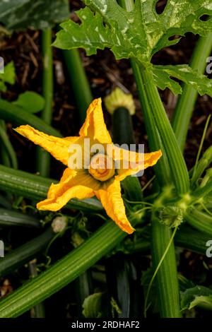 Delightful Courgette 'Best of British’. Natural close up food plant ...