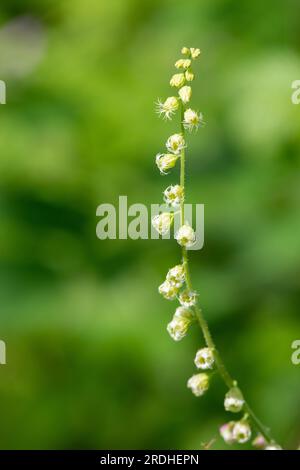 Close up of bigflower tellima (tellima grandiflora) flowers in bloom ...