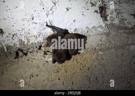 pond bat hibernating in the tunnel system of Festungsfront Oder-Warthe-Bogen (Fortified Front ...