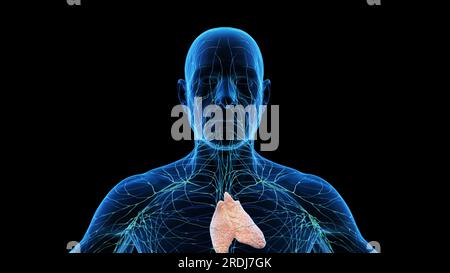 Lymphatic system of the head and neck, illustration Stock Photo - Alamy