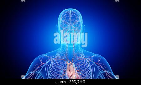 Vascular system of the head and neck, illustration Stock Photo - Alamy