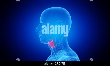 Illustration of the lateral view of the larynx Stock Photo - Alamy