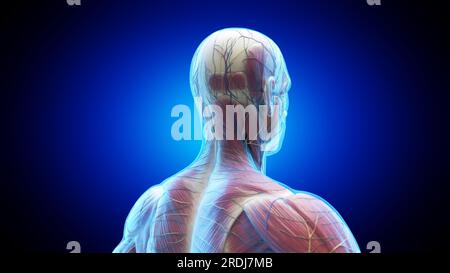 Posterior anatomy of the head and neck, illustration Stock Photo - Alamy
