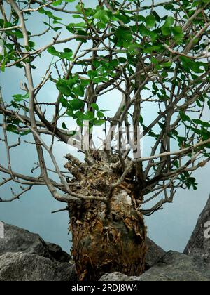 Commiphora Species Bonsai-like Succulent Stock Photo - Alamy