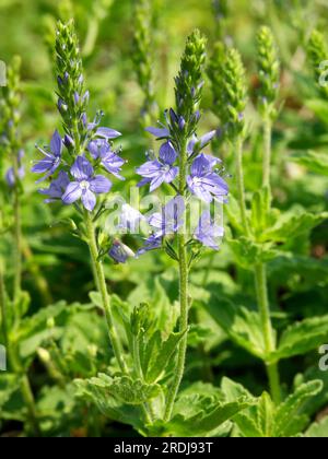 Large speedwell, Veronica austriaca in flower, Alps Stock Photo - Alamy