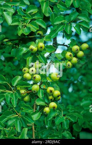 The cultivated pear - Pyrus communis, is a plant that belongs to the ...