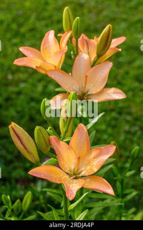 'Elodie' Asiatic Lily, Asiatisk lilja (Lilium asiatica Stock Photo - Alamy