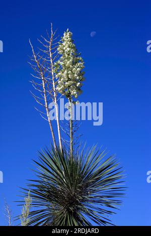 Soaptree Yucca Yucca elata Sonoran Desert Arizona USA Silhouette Stock ...
