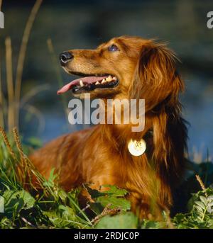 standard long haired Dachshund Stock Photo - Alamy