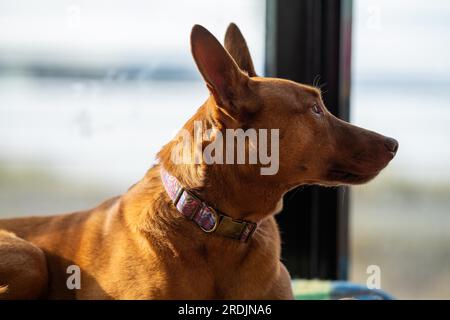 kelpie lying on a bed in a house in australia Stock Photo - Alamy
