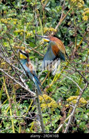 Bee Eaters returned to the same site in Trimingham Norfolk, to breed ...