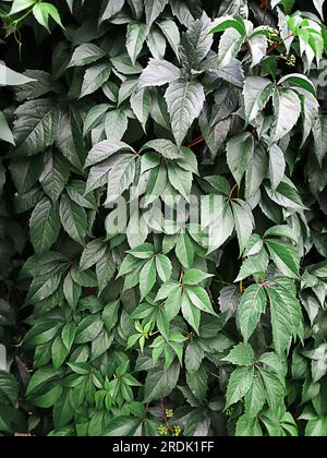 Green leaves wall texture for backdrop Stock Photo - Alamy