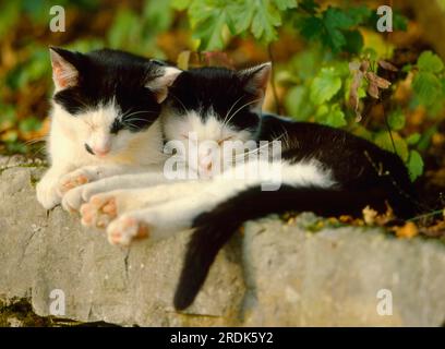 A relaxed domestic striped cat nap close-up on a checkered mat indoors ...