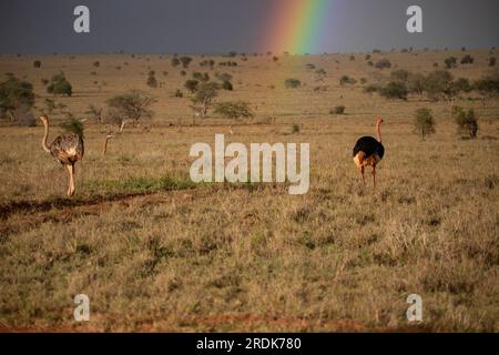 Rainy season in Kenya's savanna. Beautiful landscape in Africa at rainy ...