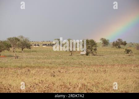 Rainy season in Kenya's savanna. Beautiful landscape in Africa at rainy ...